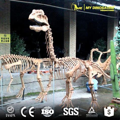 Jurassic Park Dinosaur Skeleton Exhibitis Dilophosaurus Skeletons