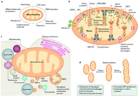Mitochondrial Structure And Function 8 Adapted With Permission From Download Scientific