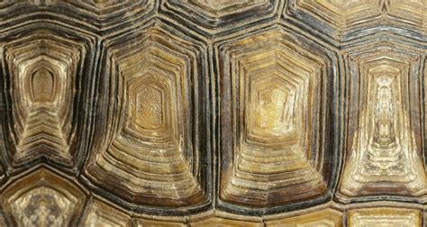 Tortoise Shell Texture
