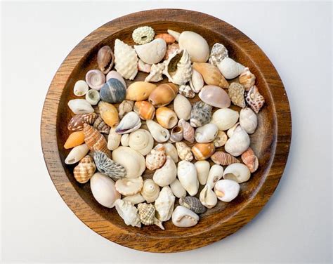 Small Hawaiian Shells And Pieces Variety Of Hawaii Shells Top Cowry