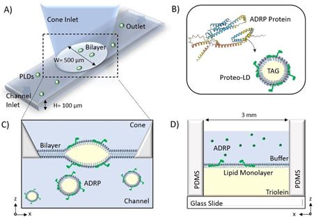 A Schematic Of The Microfluidic System To Form A Free Standing Download Scientific Diagram