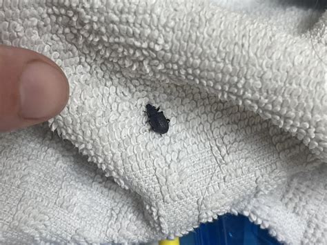 Who Dis Doesnt Look Like Its Time Found In Pnw Rwhatisthisbug