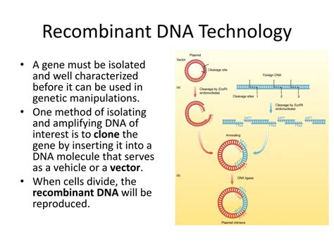 Ppt Recombinant Dna Technology Powerpoint Presentation Free Download