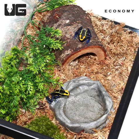 COMPLETE Dart Frog Setup Underground Reptiles