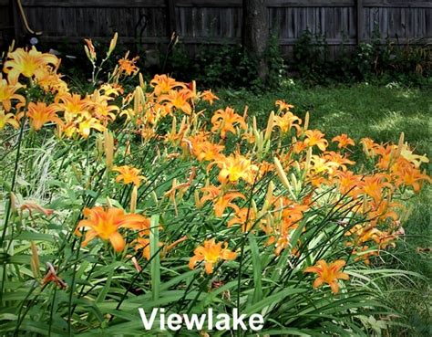 Orange Daylilies Plant