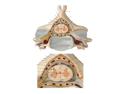 Cross Section Of Cervical Spinal Column Quiz