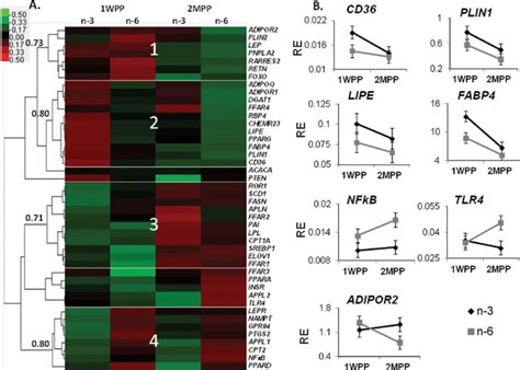 Supervised Hierarchical Clustering Of Genes In Adipose Tissue According Download Scientific