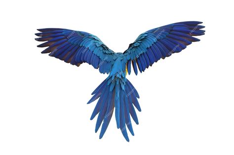 Premium Photo Colorful Feathers On The Back Of Macaw Parrot Blue And