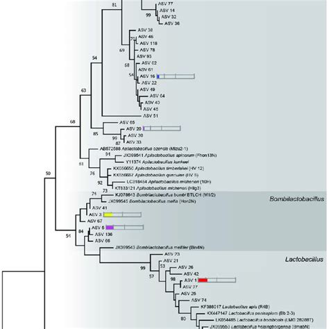 Phylogenetic Tree Showing The Relationships Between Lactobacillaceae