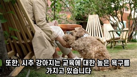 시추 강아지 역사 성격 특징에 관한 꿀 팁 Youtube