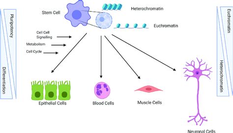 General Concept Of Stem Cell Differentiation And Its Influences By Download Scientific Diagram