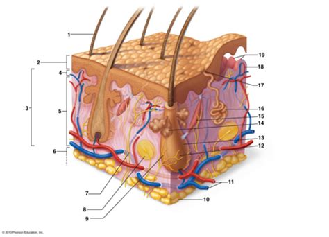Exercise Integumentary System Diagram Quizlet