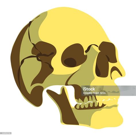 인간의 두개골은 옆으로 그리고 색깔이 있습니다 갈색의 세 가지 음영의 벡터 그림입니다 할로윈 인사말 카드에 대 한 만화 자연 두개골 마법을 위한 신비한 아이템 갈색에 대한