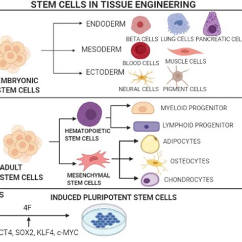 Different Types Of Stem Cells Used In TE Download Scientific Diagram