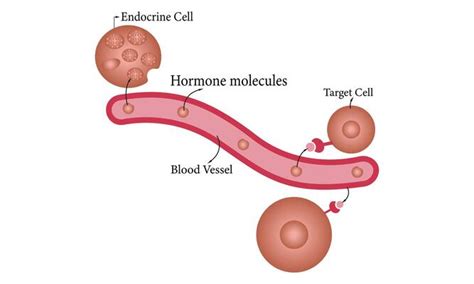 Endocrine Vector Art Icons And Graphics For Free Download