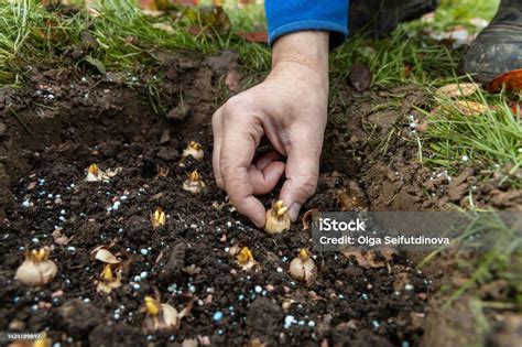 토양 토양 꽃 전구에 손 사디 땅에 심기 전에 크로커스 전구를 들고있는 손 가을에 대한 스톡 사진 및 기타 이미지 가을 계절 과학 Istock
