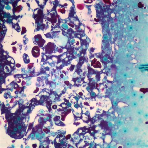 Physarum Plasmodium Sec Thin Microscope Slide Carolina Biological