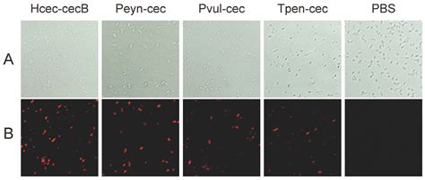 Screening And Functional Analyses Of Novel Cecropins From Insect Transcriptome