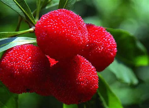 楊梅～珍過荔枝，香超木蘭。懷蕊挺實，涵黃糅丹。 每日頭條