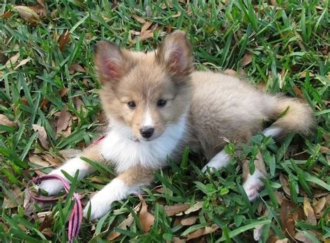 Poshie Pomeranian X Sheltie Mix Info Temperament Training Puppies