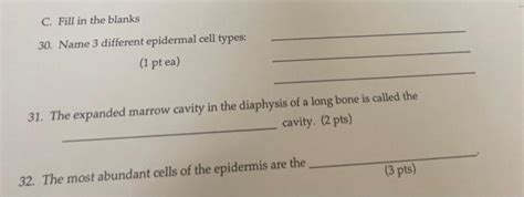 Solved 30 Name 3 Different Epidermal Cell Types 1 Pt Ea