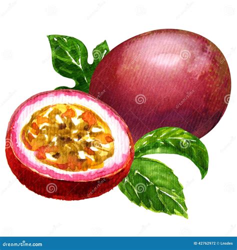 Passion Fruit Isolated Stock Illustration Illustration Of Delicious