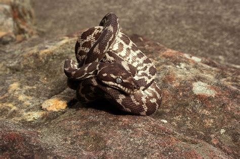 Pythons Brendans Reptiles