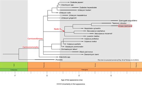Carnivoran Stem Group