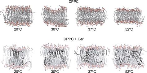 Final Snapshots Corresponding To The 100 Ns Atomistic Molecular Download Scientific Diagram