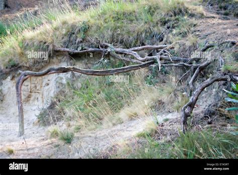 Tree Roots Erosion Hi Res Stock Photography And Images Alamy