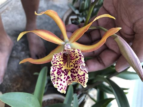 mvc frances fox var fire flame r orchids