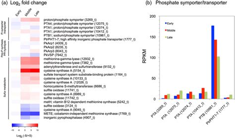 Transcriptome Response To S Deficiency By Rna Seq Analysis A Heat Download Scientific
