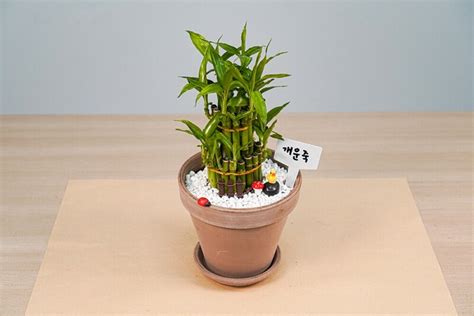 강원곳간 Com 공기정화식물 9종 원예체험키트 Diy 집들이선물 몬스테라 산세베리아 문샤인