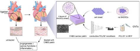 Cardiac Patches Made Of Brown Adipose Derived Stem Cell Sheets And Conductive Electrospun