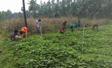 Tree Plantation At Mahalunge Site Pune Self Society