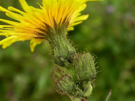 Sonchus Arvensis Asteraceae