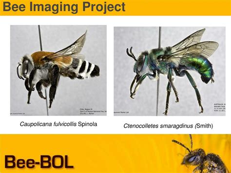 Ppt Bee Barcoding Bee Bol Campaign Powerpoint Presentation Free