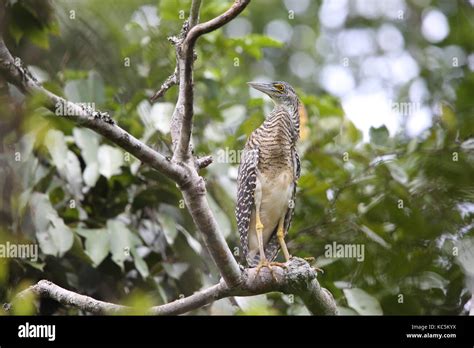 Forest Bittern Zonerodius Heliosylus In Varirata National Park Papua