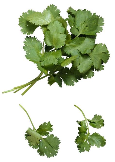 How To Grow Cilantro From A Root Stem Hunker