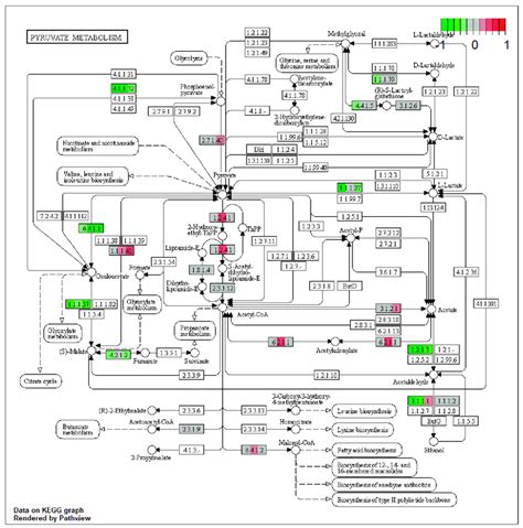 figure a5 pyruvate metabolism the kegg pyruvate metabolism pathway