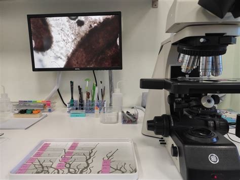 Micolab On Linkedin Here One Of Micolabs More Demanded Services Truffle Plant Quality Control