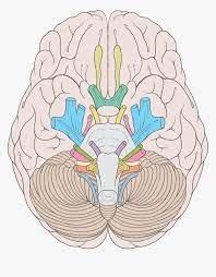 Lab Practical Cranial Nerves Diagram Quizlet