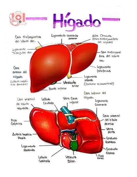 Esquema Anatomía De Hígado Apriory Udocz