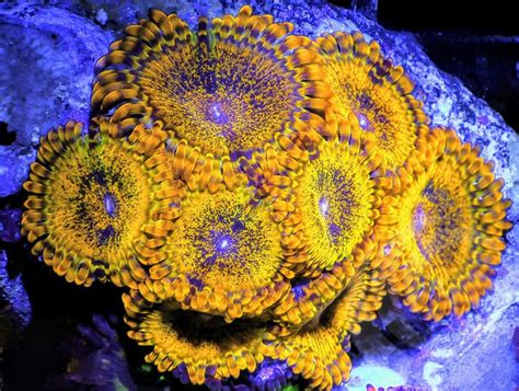 Glow Gold Krak Zoanthids Pacific East Aquaculture