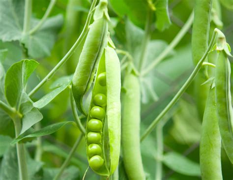 Planting And Growing Peas Kellogg Garden Organics™