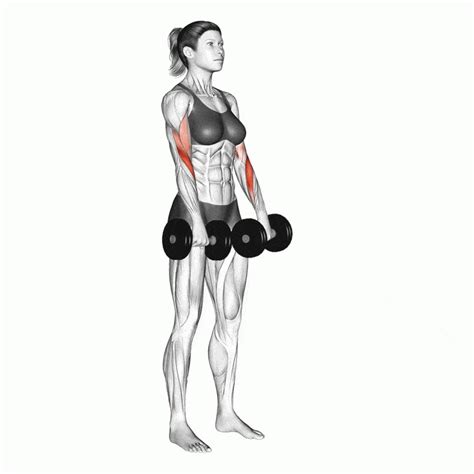 Biceps Curl Variations To Build Your Best Arms Ever Fitness Volt