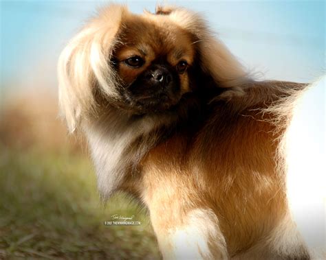 Tibetan Spaniel Puppies For Sale