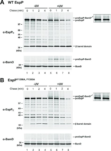 Mutations In The Espp B Signal Disrupt The Binding Of Proespp To The