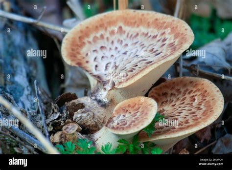 Large Funghi Grows On A Decomposing Tree On The Forest Floor Stock