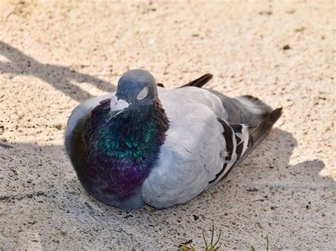 Qué Significa Soñar Con Palomas Muertas Y Su Interpretación